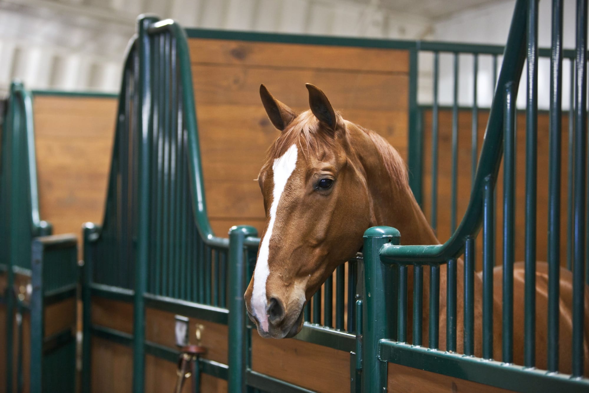 Equestrian Services at The Grove | The Jaeckle Centre